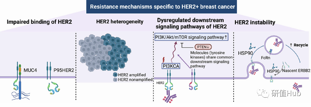 乳腺癌抗体偶联药物的耐药机制和应对策略__财经头条
