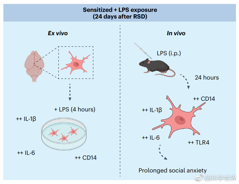 Nat Immun最新综述：总结社会应激诱导神经免疫调节机制