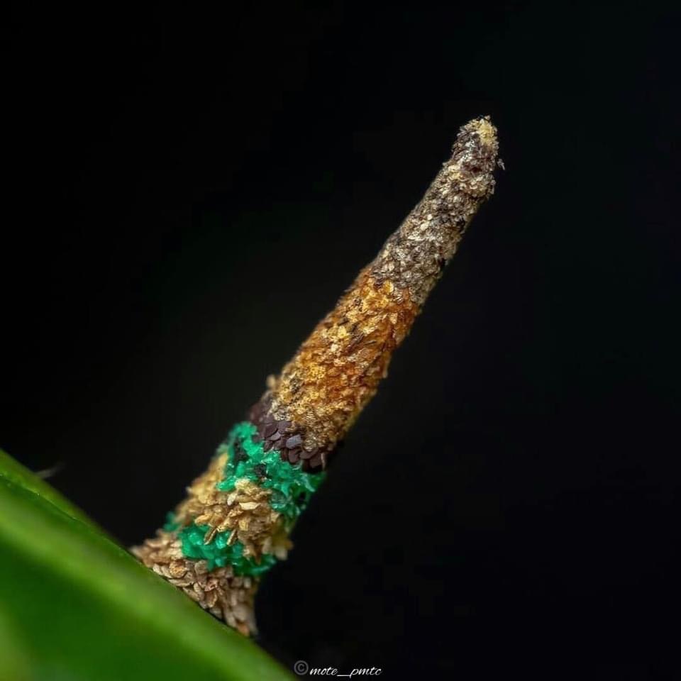 蓑蛾Psychidae的房屋特写 Parmote Thep