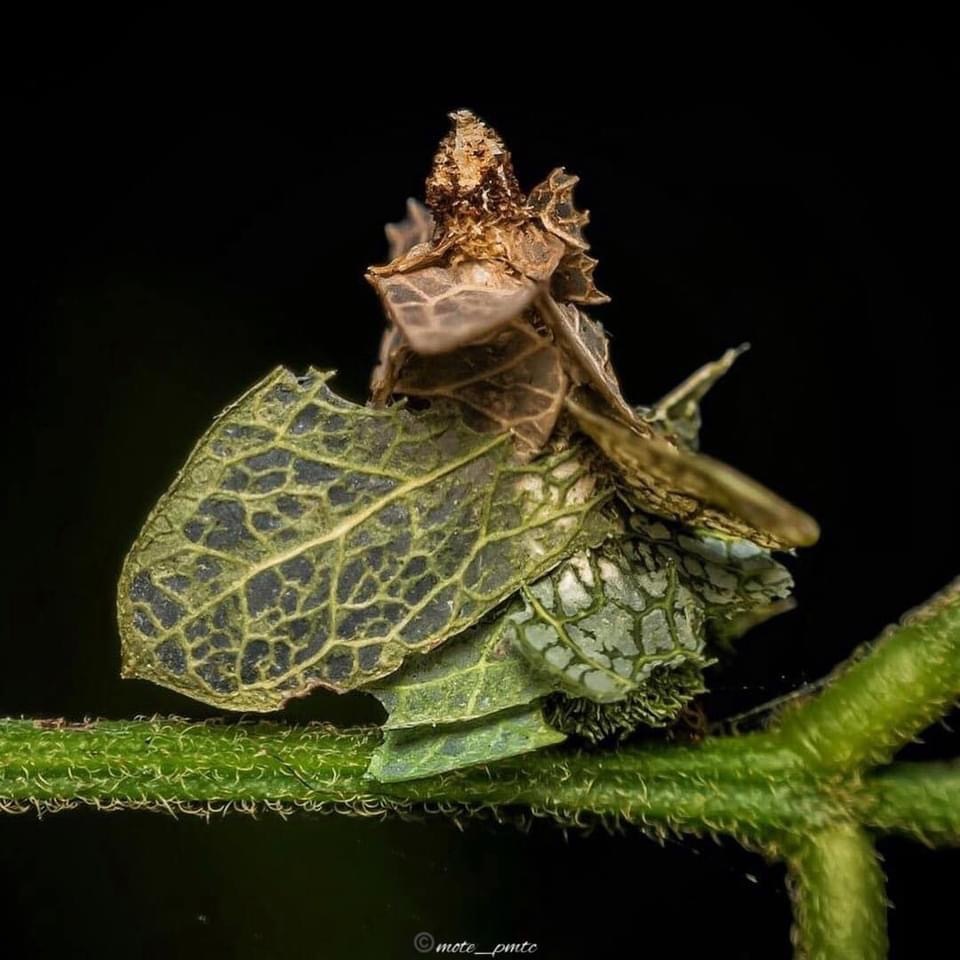 蓑蛾Psychidae的房屋特写 Parmote Thep