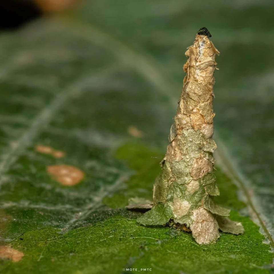 蓑蛾Psychidae的房屋特写 Parmote Thep