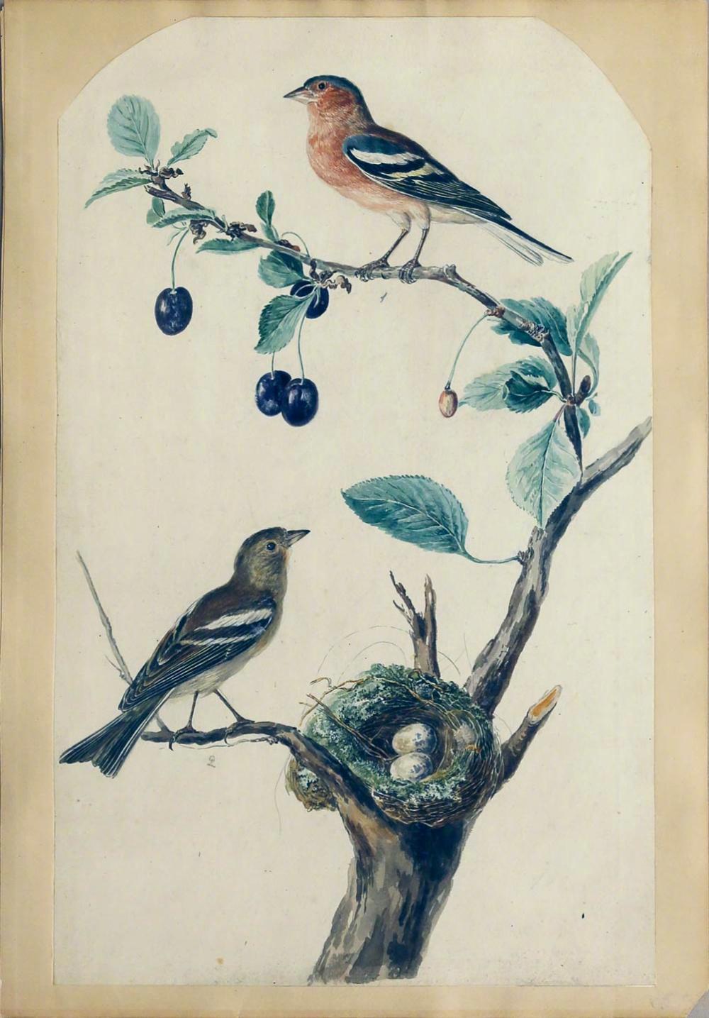 来自 Jan Christiaan Sepp (1739-1811) 的科普绘画__财经头条