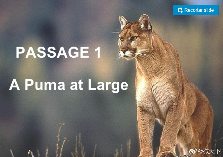 看到这个事，很多网友想起了一篇新概念文章A puma at large……