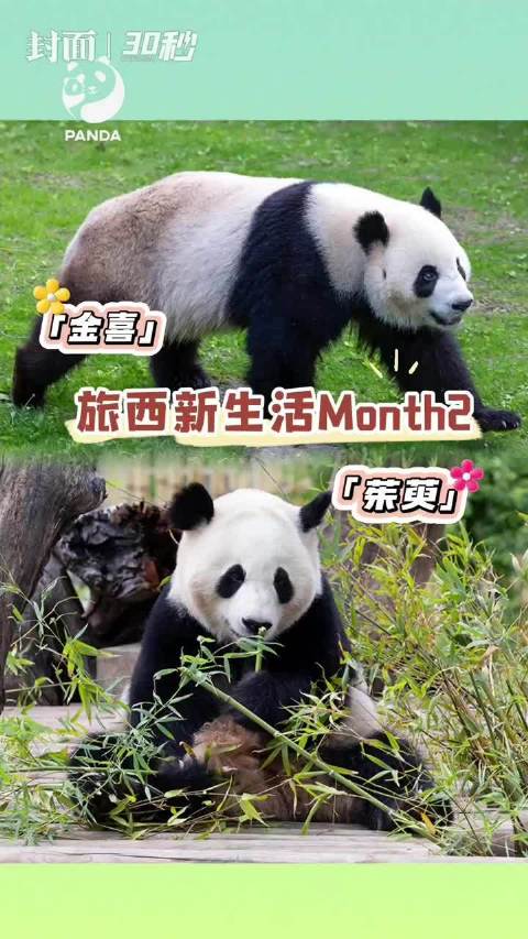 大熊猫“金喜”“茱萸”在西班牙过的啥日子？戳视频了解一下|熊猫|国宝_新浪新闻