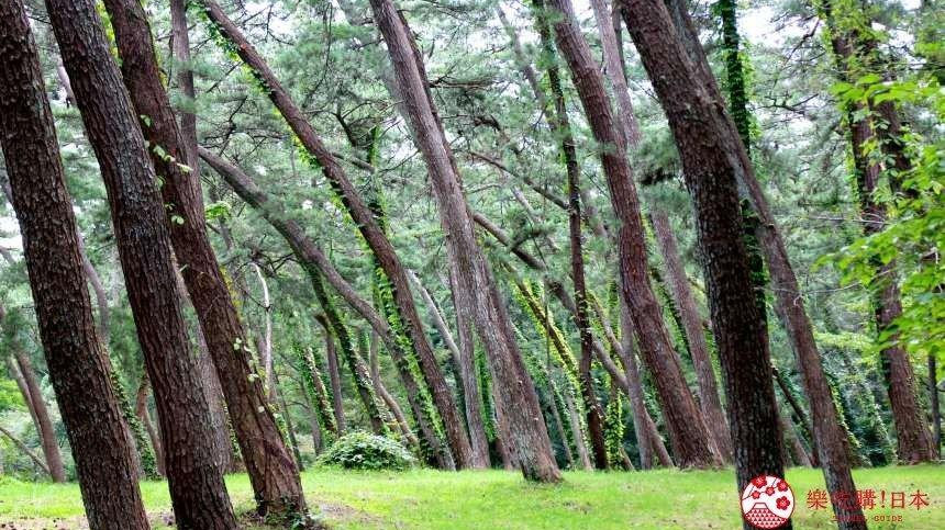 白神山地最好爬的榉木林、风之松原散策，5个秋田必去疗癒行程|大自然|林中|白神山地_新浪新闻