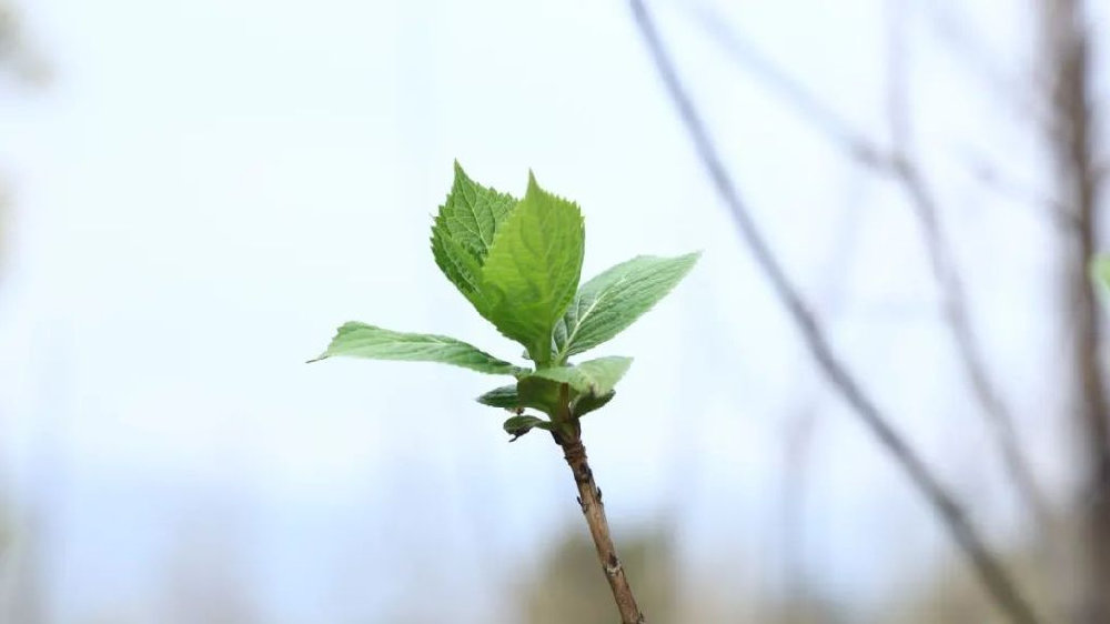 2025新年贺词：穿越寒冬，要相信：美好的春光必然会扑面而来|春光|穿越|绝境_新浪新闻