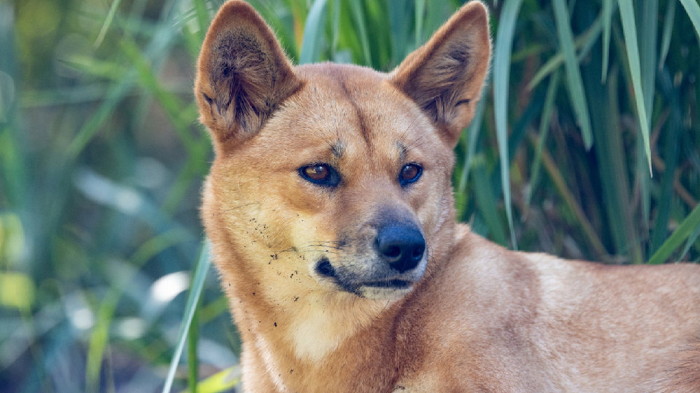 今天，广州正式解禁土狗|犬|狗|通告_新浪新闻