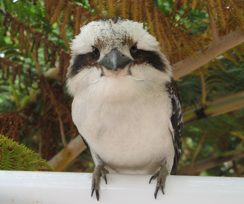 笑翠鸟Dacelo sp__财经头条