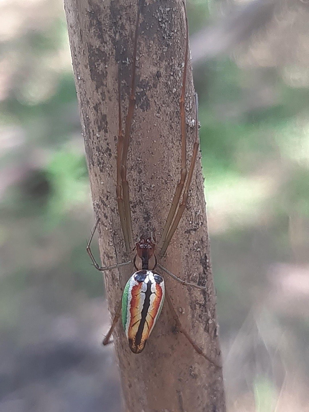 在莫桑比克吉拉国家公园发现的一种奇异蜘蛛__财经头条