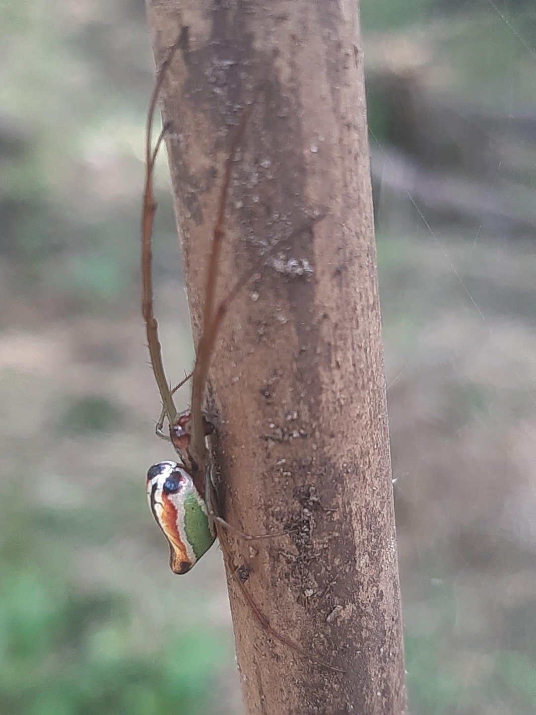 在莫桑比克吉拉国家公园发现的一种奇异蜘蛛__财经头条