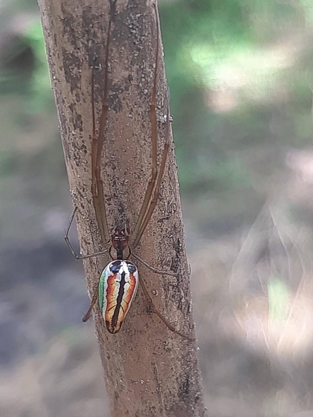 在莫桑比克吉拉国家公园发现的一种奇异蜘蛛__财经头条