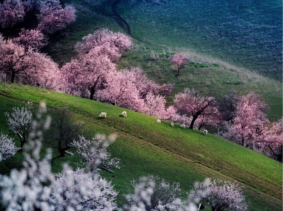 新疆伊犁杏花沟__财经头条