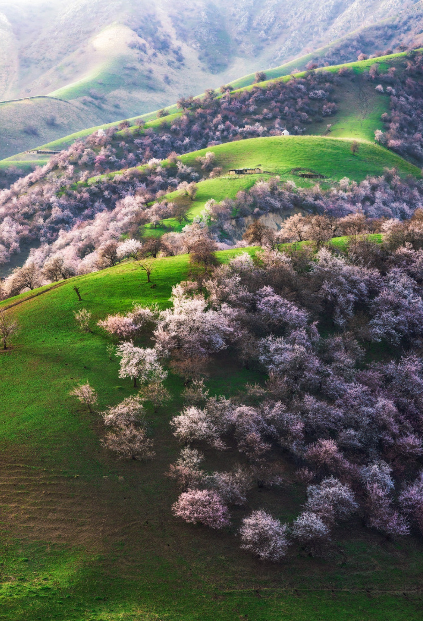 新疆伊犁杏花沟__财经头条