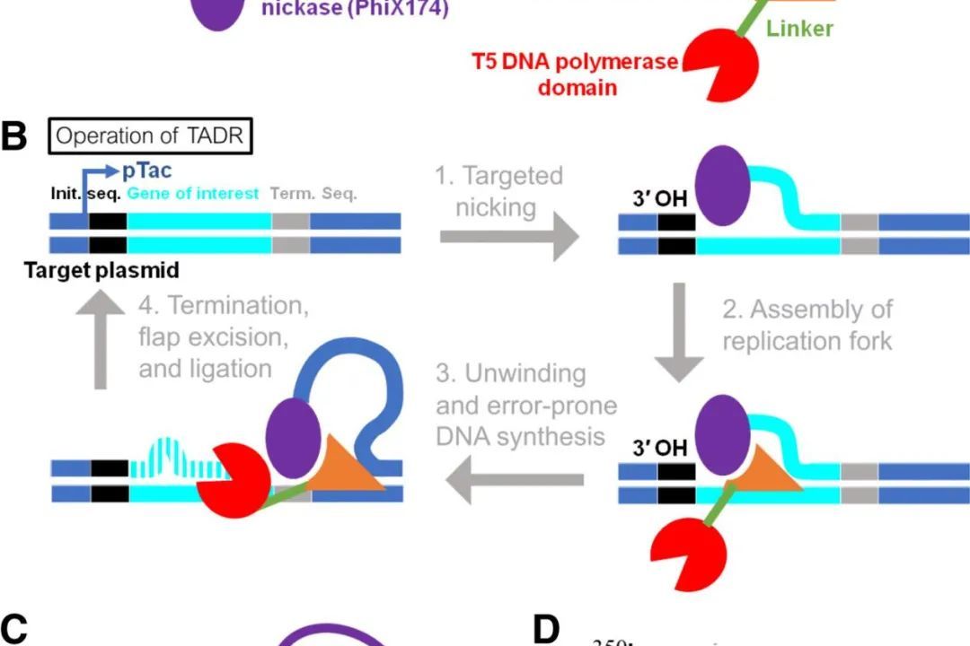 TADR: 利用靶向人工DNA复制体进行质粒超突变|突变|复制体|质粒|靶向|突变率_新浪新闻