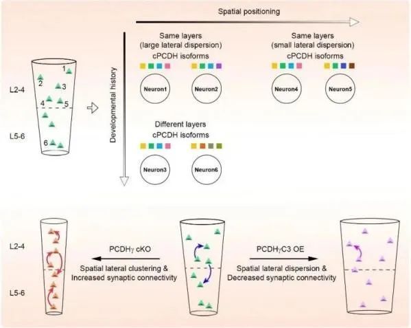 收藏| 2022年北脑（青年）学者科研成果汇编--脑认知原理解析方向