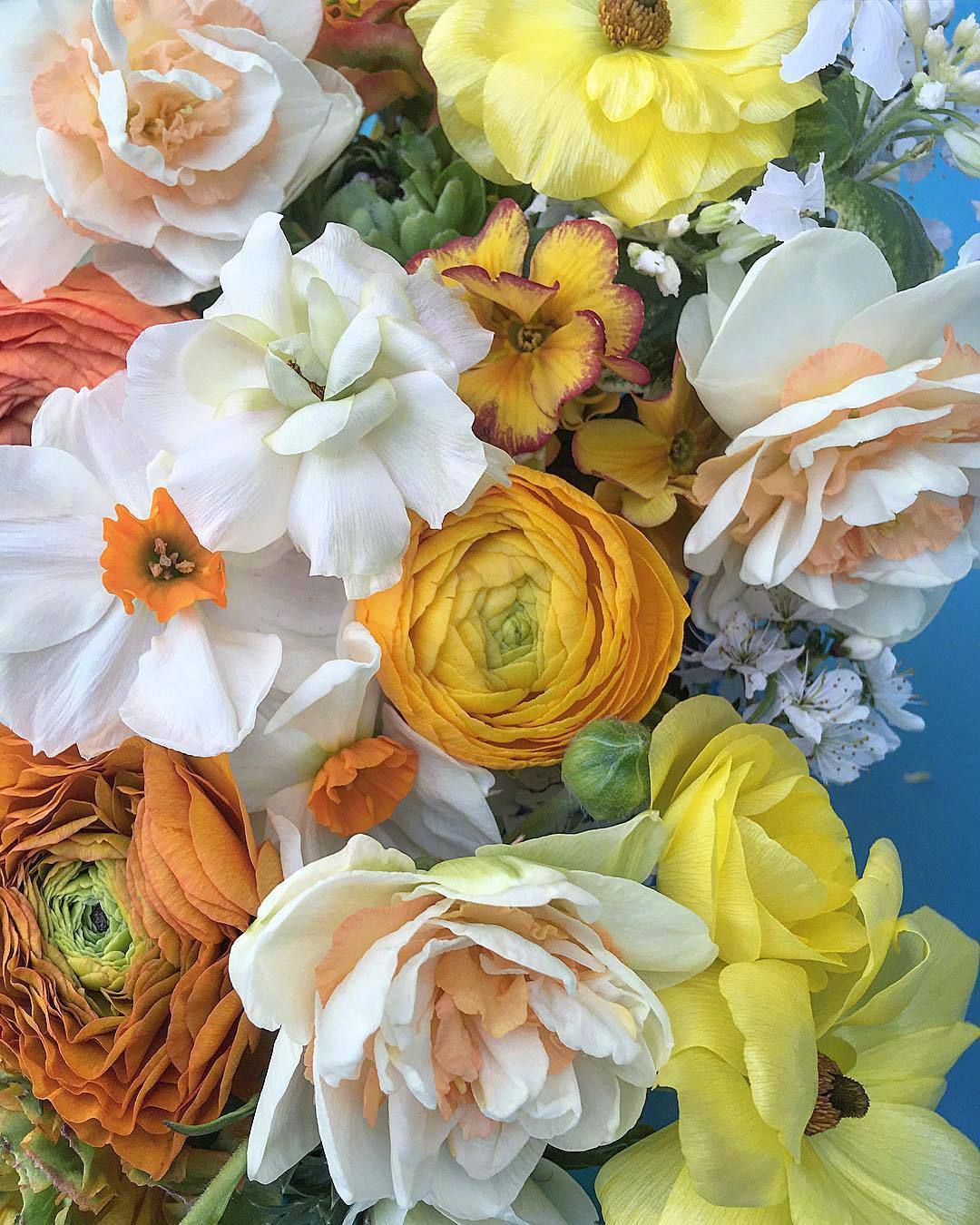 Flower ins：blossomanddill