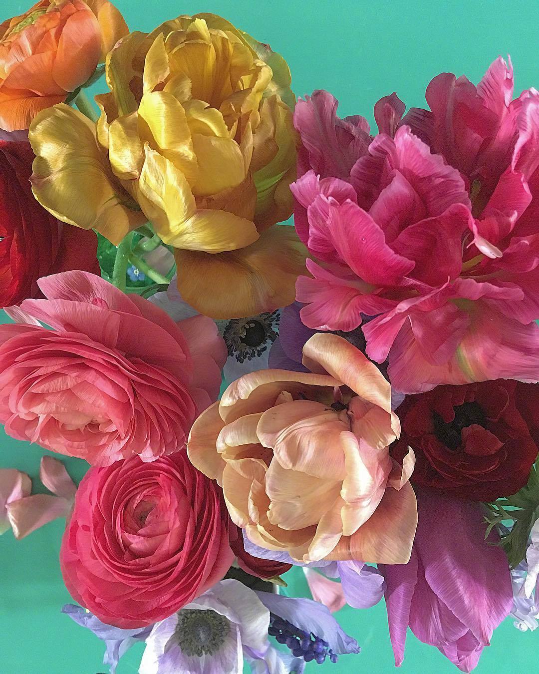 Flower ins：blossomanddill