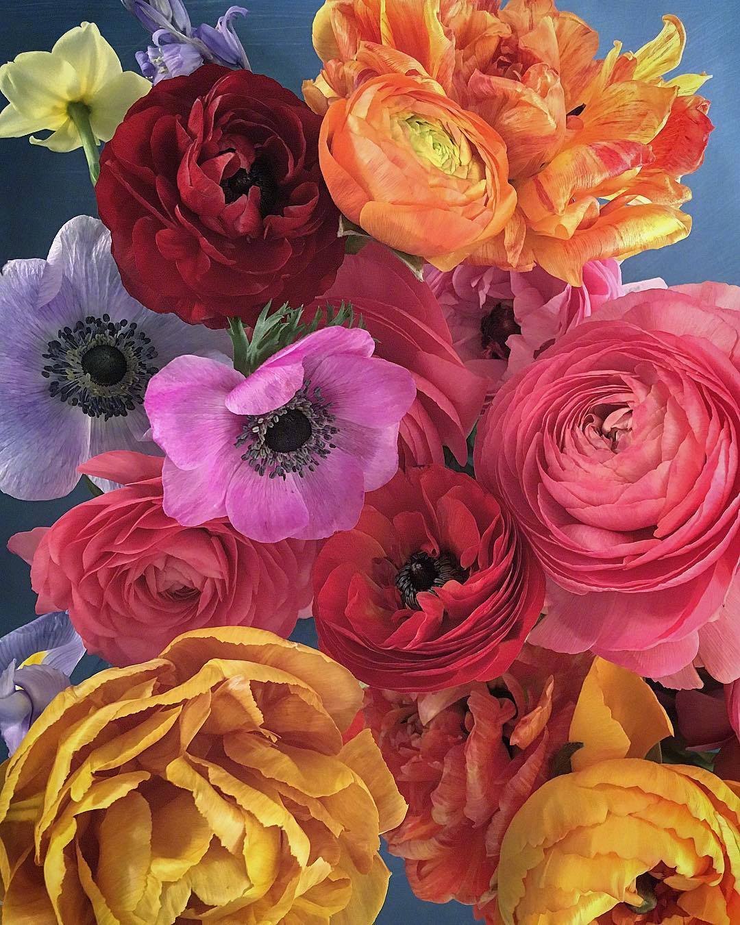 Flower ins：blossomanddill