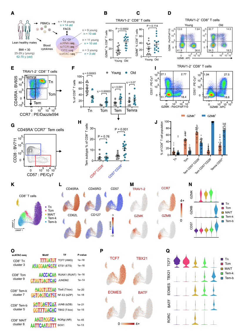 免疫学一区顶刊：质谱流式细胞单细胞蛋白组学揭示免疫衰老保守标志物|细胞|小鼠|免疫_新浪新闻