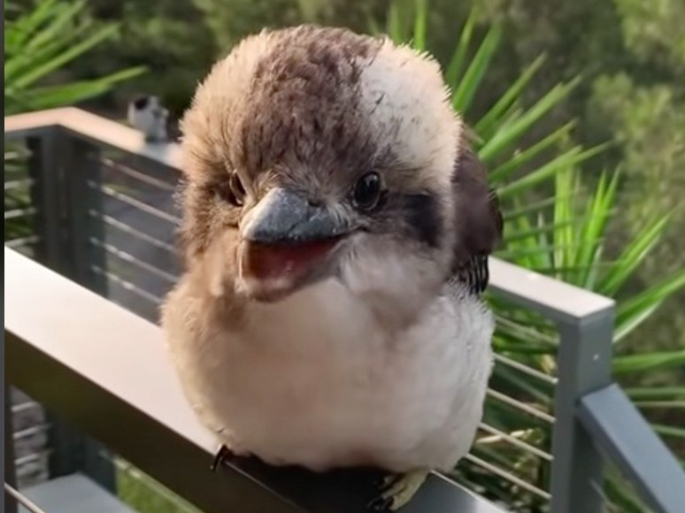 笑翠鸟Dacelo sp__财经头条