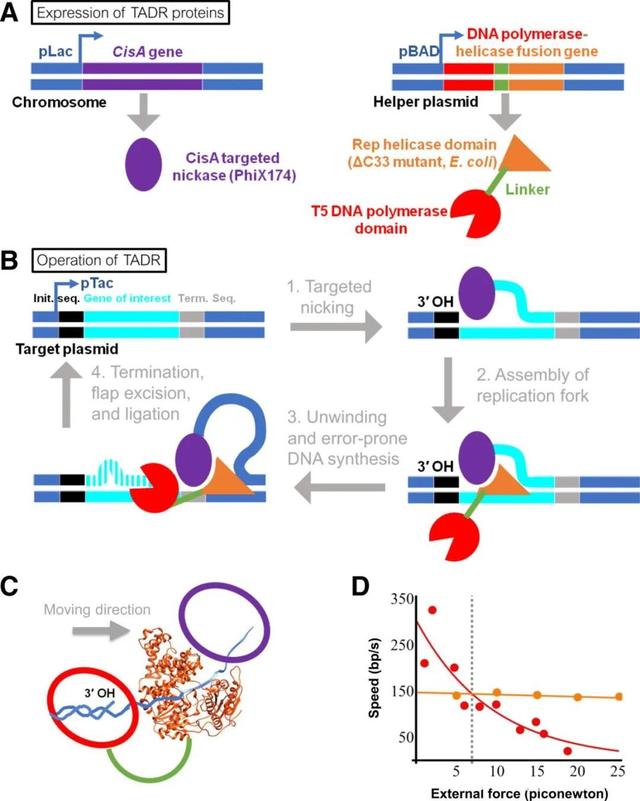 TADR: 利用靶向人工DNA复制体进行质粒超突变|突变|复制体|质粒_新浪新闻