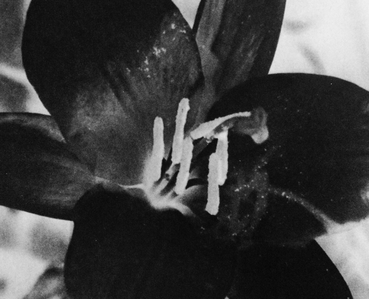 曼·雷（Man Ray 1890-1976），是当代摄影史上最重要的先驱之一