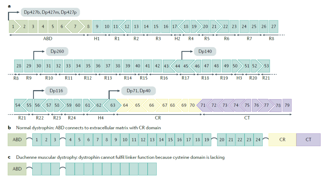 FDA今日加速批准DMD疗法上市，还有这些疗法值得患者期待|基因疗法|蛋白|肌萎缩_新浪新闻