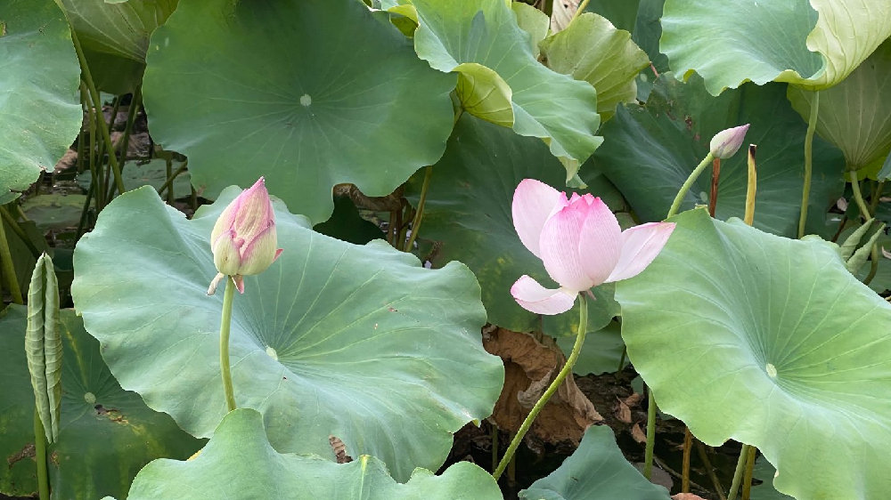 晶泰与Gregory Verdine 旗下公司联手打造AI制药平台|销售额|晶泰|AI|晶泰科技|战略合作|财富自由|靶点|药物|丙肝|研发 ...