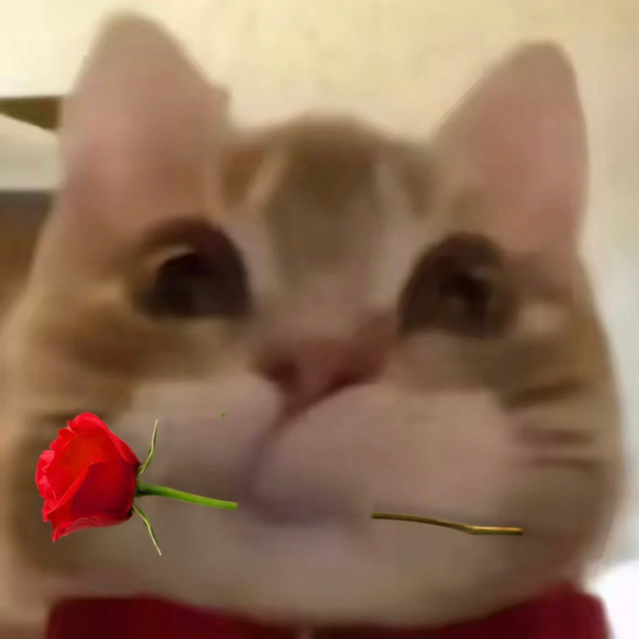 歪嘴小猫表情包来啦，喜欢的快收图吧