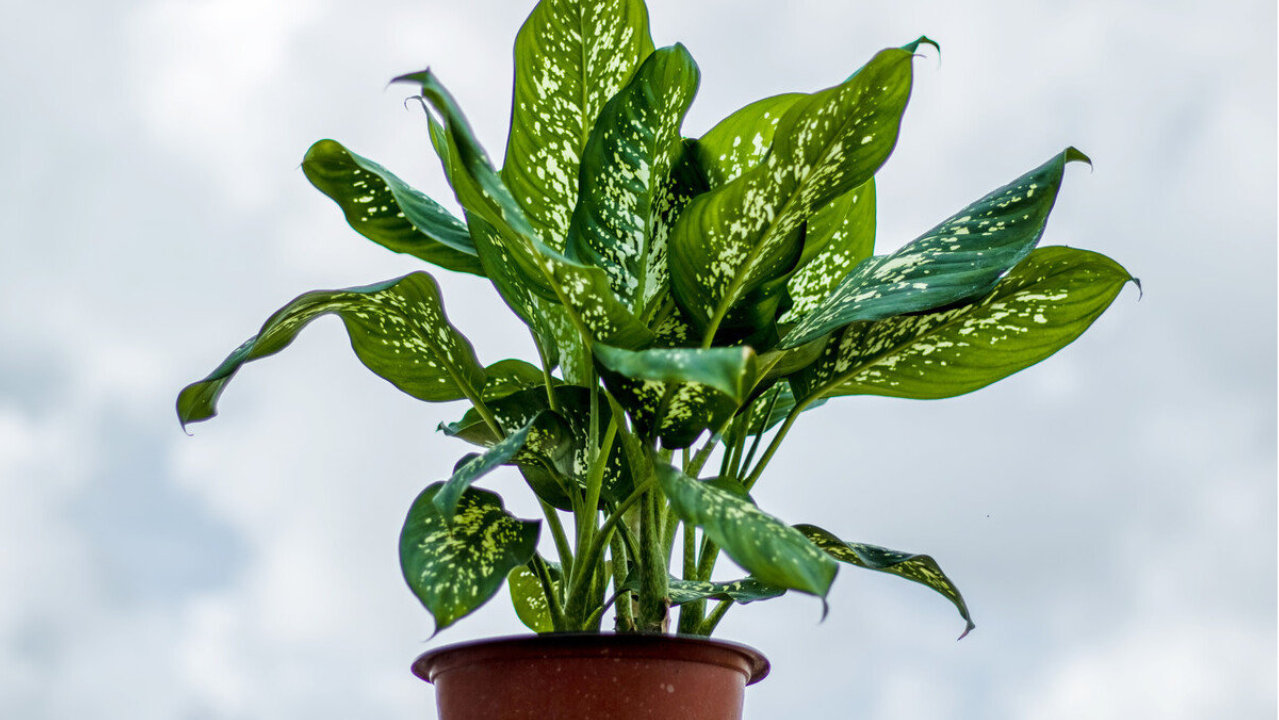 这7种绿植是“空气净化小能手”，很适合养在室内，美观又增氧|橡皮树|银皇后|绿萝|虎尾兰|绿植_新浪新闻