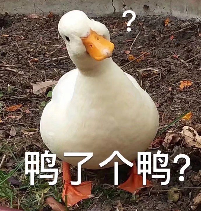 今日份可爱表情包合集，下午好