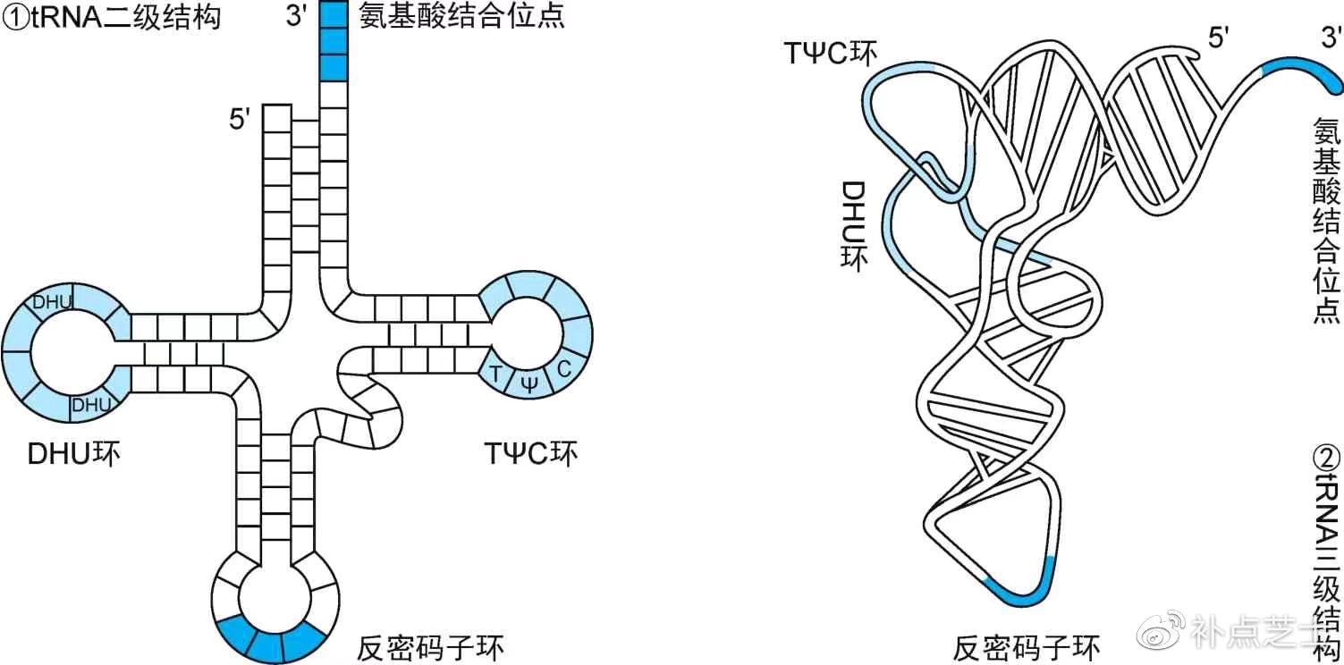 RNA的分类有哪些？简单聊聊信使RNA和转移RNA__财经头条