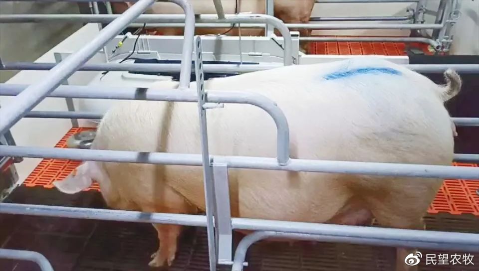 猪星探│民望10对乳头“超级奶猪”，出生健仔17头，均重1.58kg|奶猪|乳头|种猪_新浪新闻