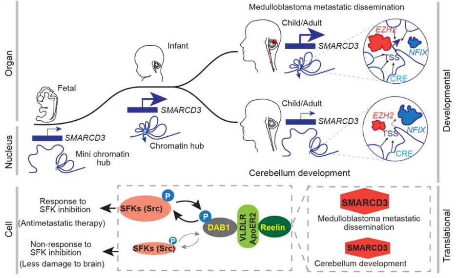 【脑科学日报】第1662期 | 20230306 星期一