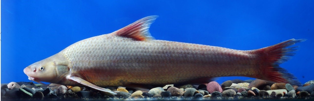 世界湿地日 | 湿地保护与恢复 为现在 为未来|湿地|胸鳍|腹鳍_新浪新闻