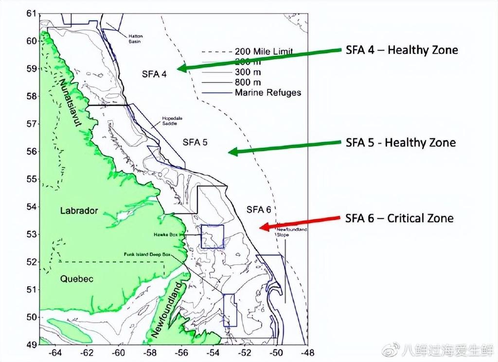 加拿大渔业部初步商定冷水虾捕捞配额：SFA5和6不变，SFA4增加30%__财经头条