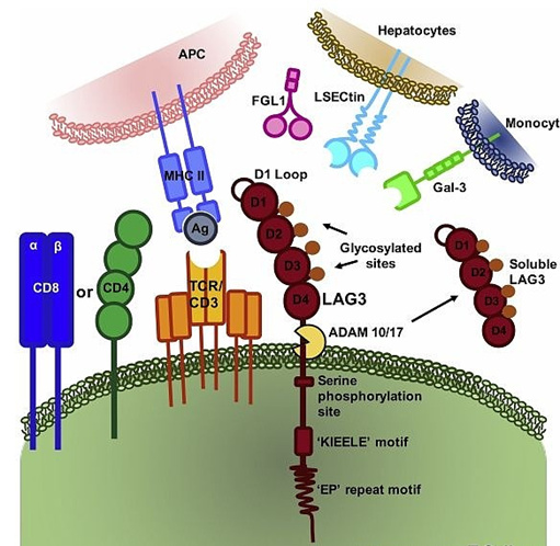 癌症患者“治愈”新希望？LAG-3抑制剂，让无进展生存期翻倍！__财经头条