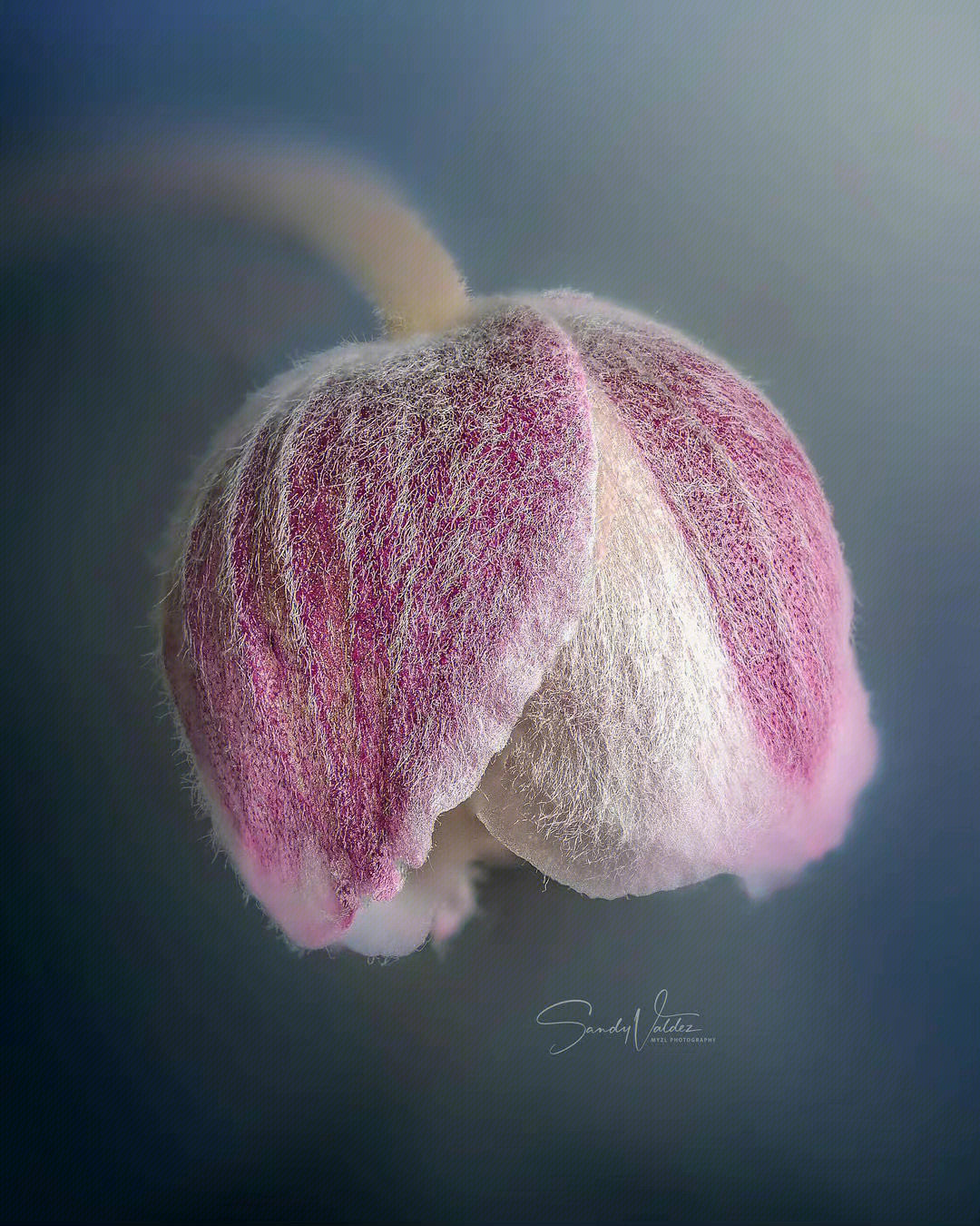 绽放的花朵 ｜ SANDY VALDEZ__财经头条