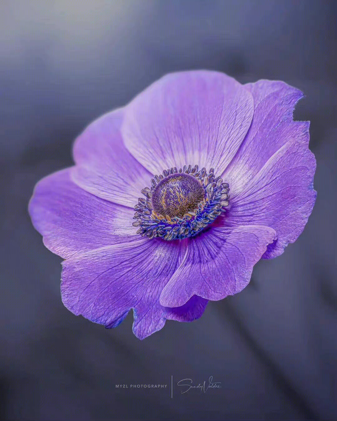 绽放的花朵 ｜ SANDY VALDEZ__财经头条