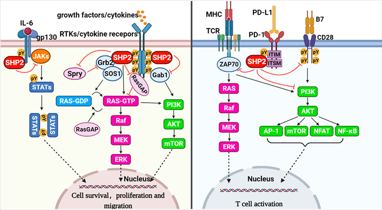 全球最领先的SHP2变构抑制剂！诺华制药：TNO155国内报临床|诺华|抑制剂|临床_新浪新闻