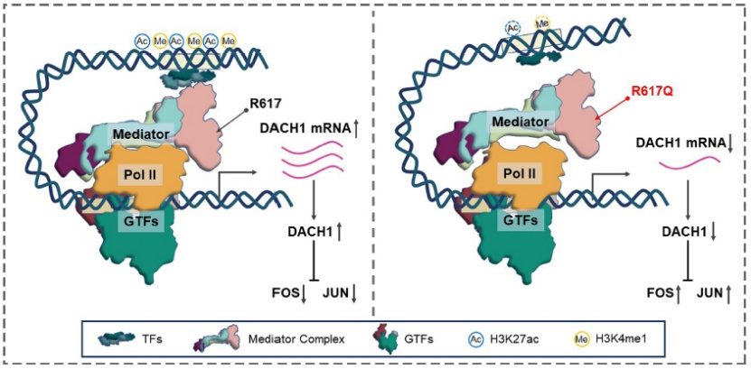 【脑科学日报】第1635期 | 20230207 星期二