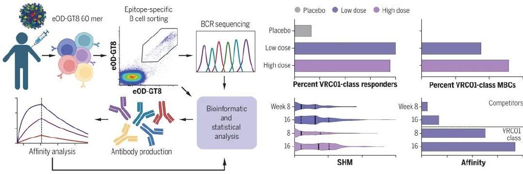 《科学》杂志：HIV疫苗获得新突破，抗体产生率高达97%