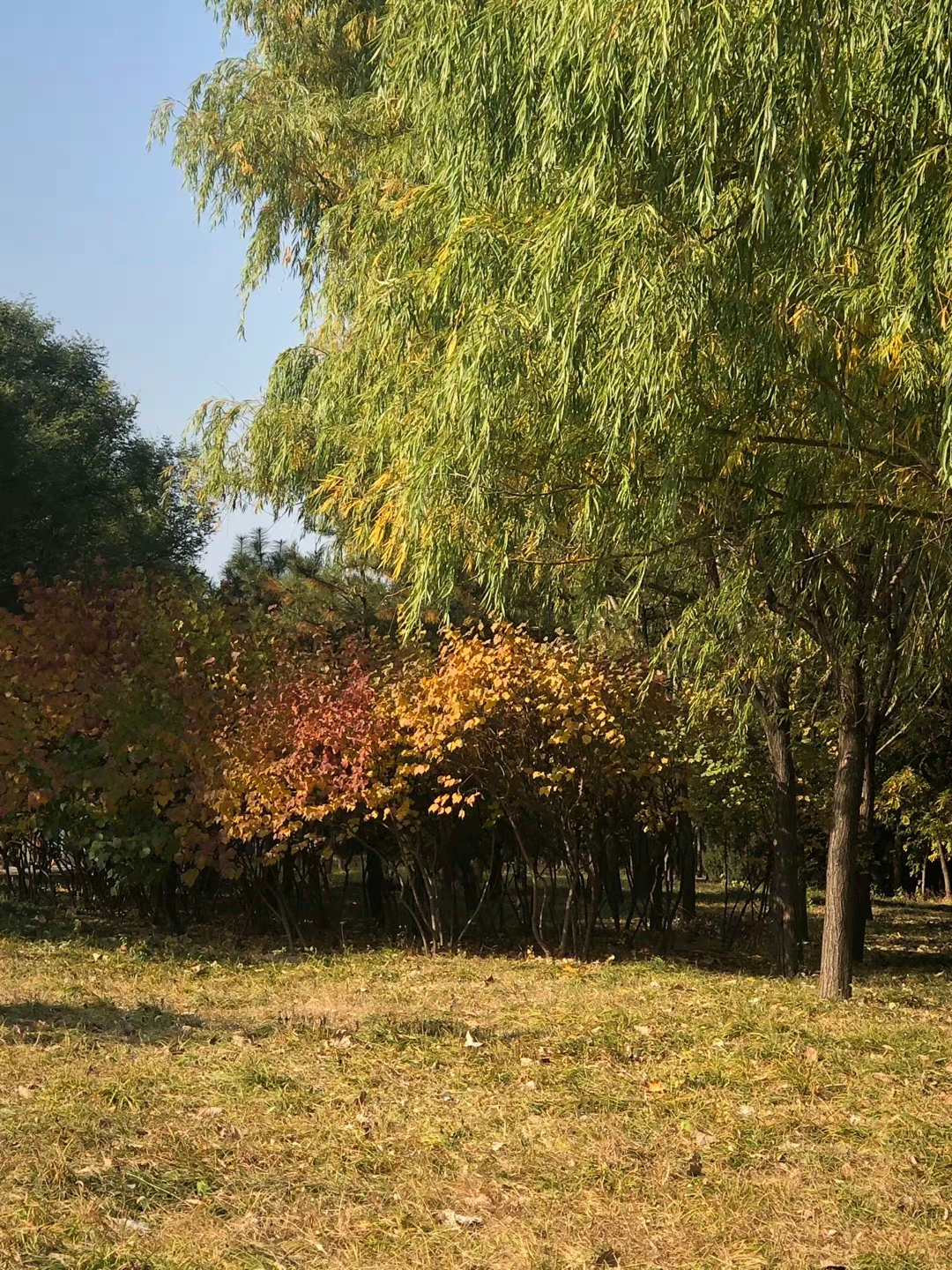 周末打卡了北京超火的catch bagel，费城壮汉稍微有点油……