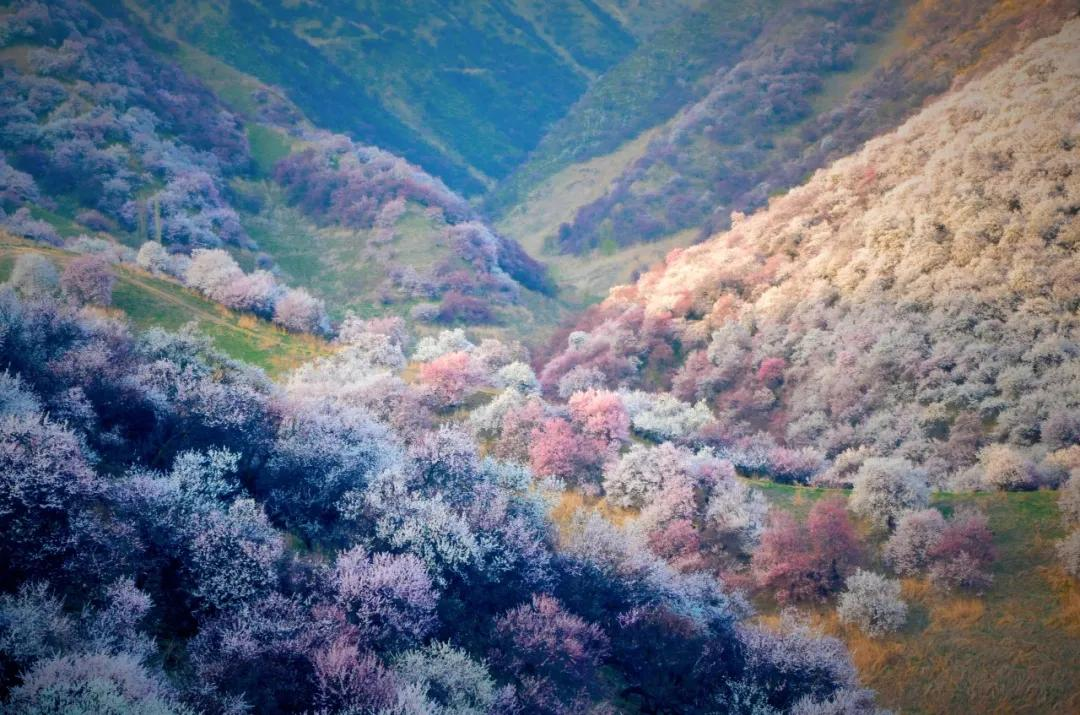 30000亩杏花开了，才知道原来新疆的春天这么美|新疆|杏花|伊犁河谷_新浪新闻