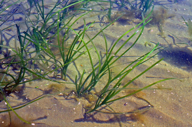 首次发现！中国鳗草分布北移，根源全球变暖，对北方不是好事？|全球变暖|分布|极端性_新浪新闻