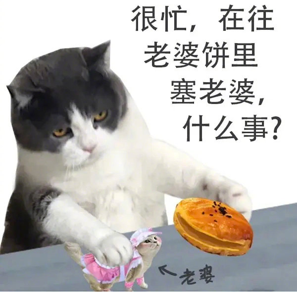 一些小猫很忙表情包