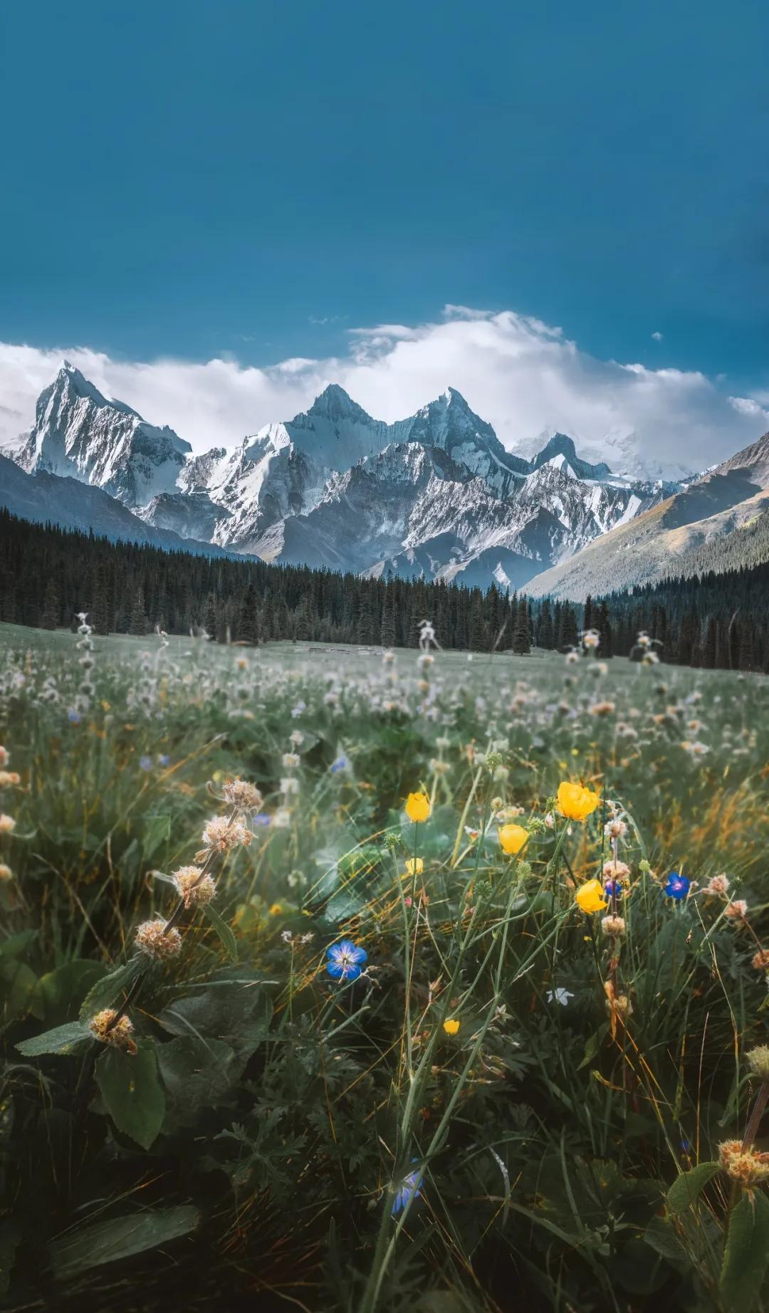 30000亩杏花开了，才知道原来新疆的春天这么美|新疆|杏花|伊犁河谷_新浪新闻