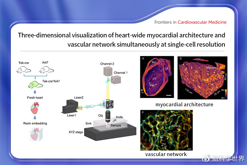 进展汇编：近期应用国产成像技术fMOST的14篇重要学术成果__财经头条