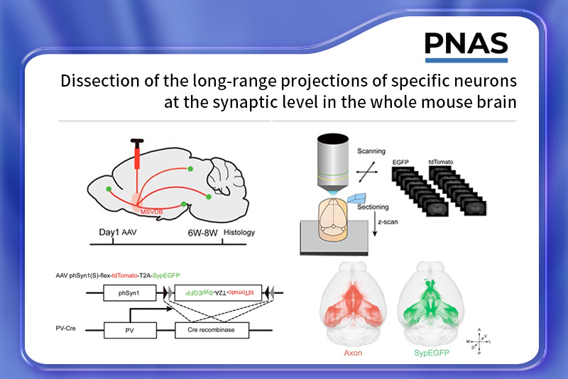 进展汇编：近期应用国产成像技术fMOST的14篇重要学术成果__财经头条