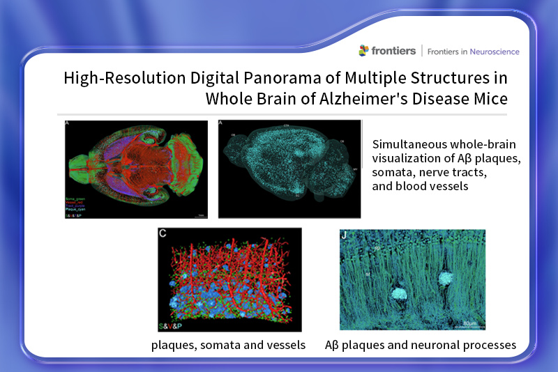 进展汇编：近期应用国产成像技术fMOST的14篇重要学术成果__财经头条